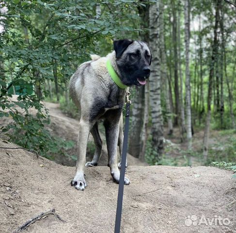 Собака Кангал в добрые руки