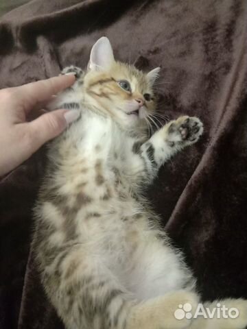 Шотладский котик