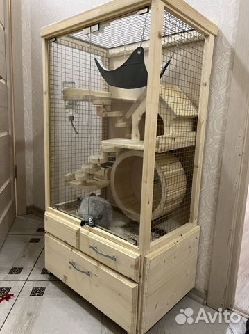 Шиншилла с витриной