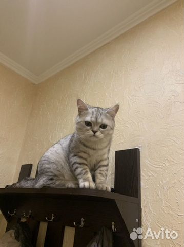 Шотландский кот на вязку (Скоттиш-страйт)