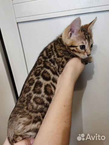Бенгальские котята