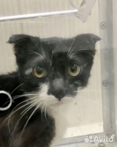 Вислоухий котенок Пьеро ищет дом