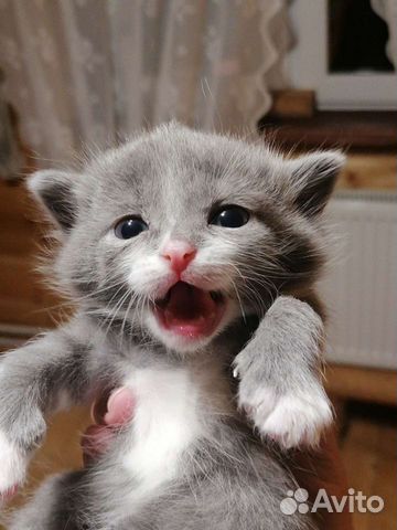 Котята сибирской кошки