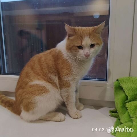 Котик ищет дом