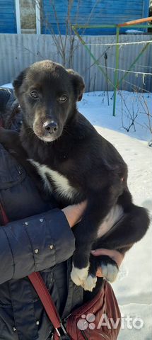 Щенок в добрые руки