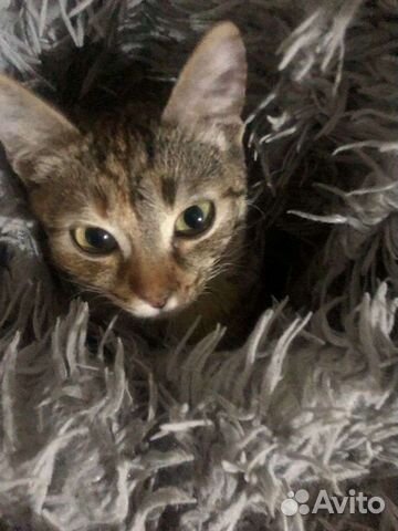 Котенок девочка в добрые руки