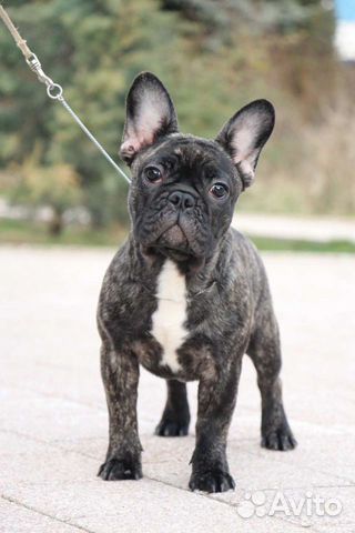 Французский бульдог красивая девочка