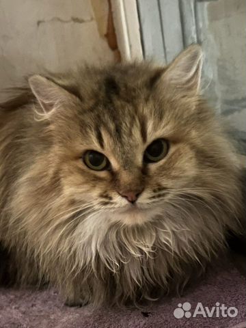 Сибирская кошка