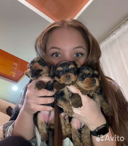 Собаки щенки йорк