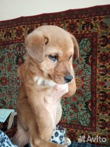 Щенок девочка, 3 месяца