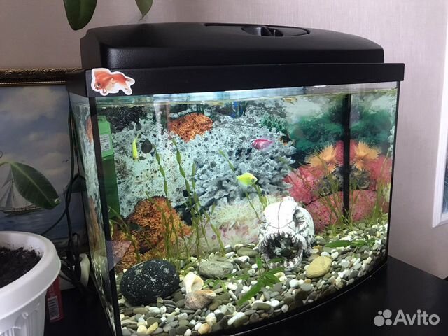 Полностью оборудованный аквариум 60л