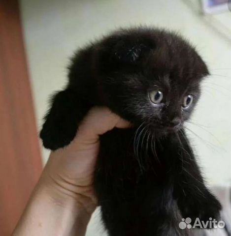 Котята британские