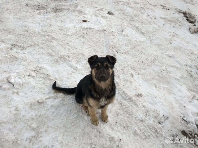 Щенок девочка