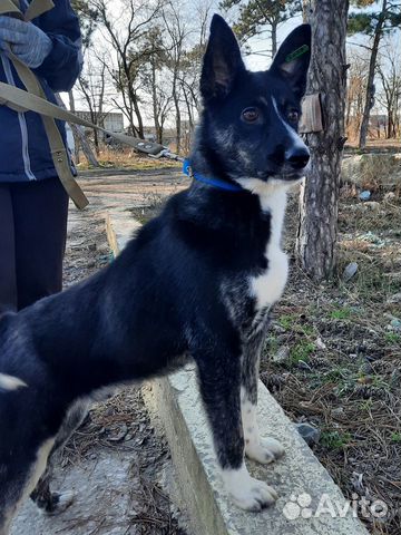 Очаровательный Дэн ищет дом