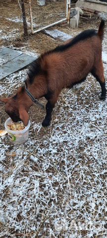 Козёл на вязку