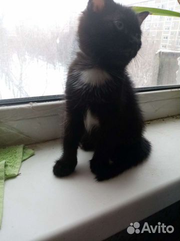 Котенок девочка 1,5мес. отдаю в заботливые, любящи