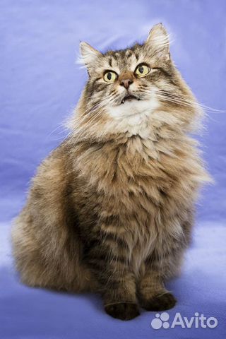 Нежнейшая Рыся хочет к маме на ручки