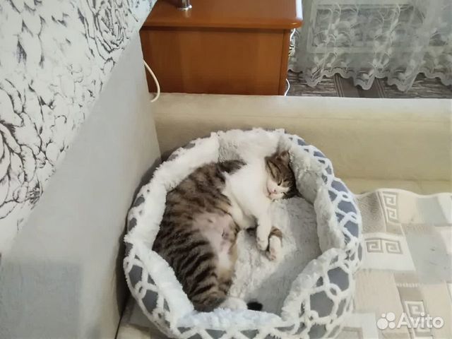 Кошка бездомыш