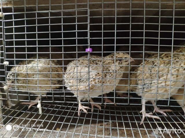 Перепела маньчжуры(феникс)