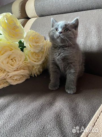 Британская