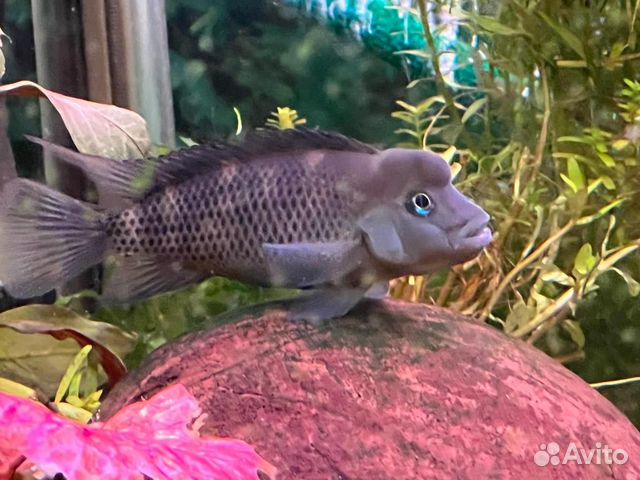 Львиноголовые цилиды