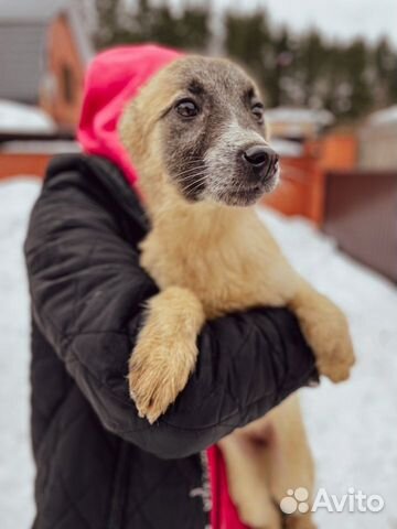Щеночек девочка в добрые руки