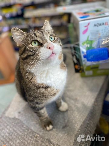 Кот бесплатно