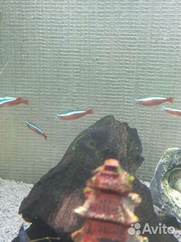 12 неонов, лабео, 2 анциструса