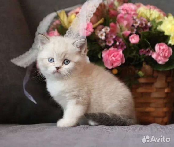 Породный мальчик