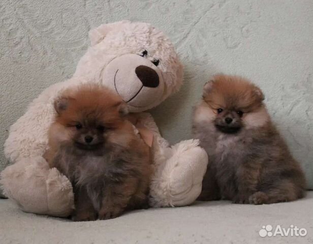 Померанский шпиц