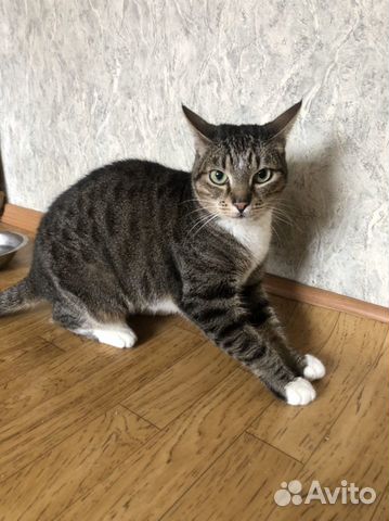 Леся кошечка с "огоньком" в добрые руки дар беспла