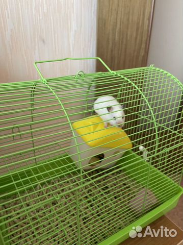 Отдам хомячка