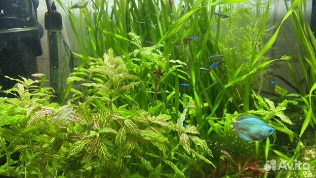 Гигрофила, валлинсерия спираливидная