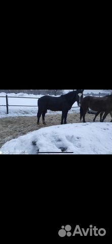 Молодые жеребцы