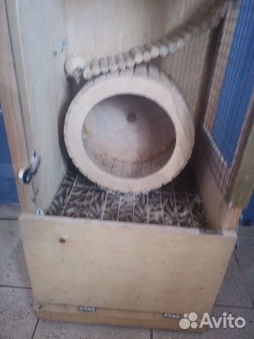 Шиншилла с витриной