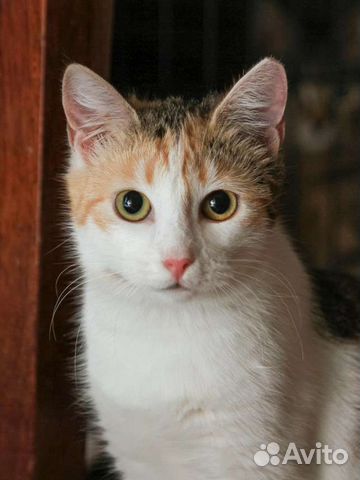 Трехцветный котенок девочка