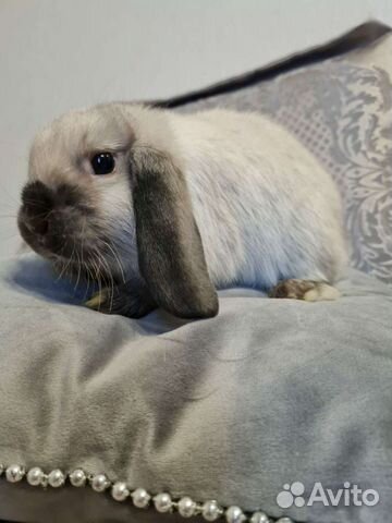 Кролик вислоухий карликовый баран самка