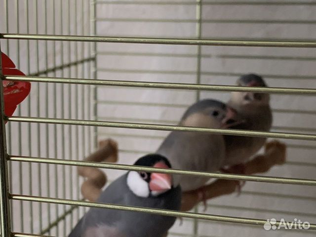 Рисовые амадины птенцы 3 месяца, 700 за двих