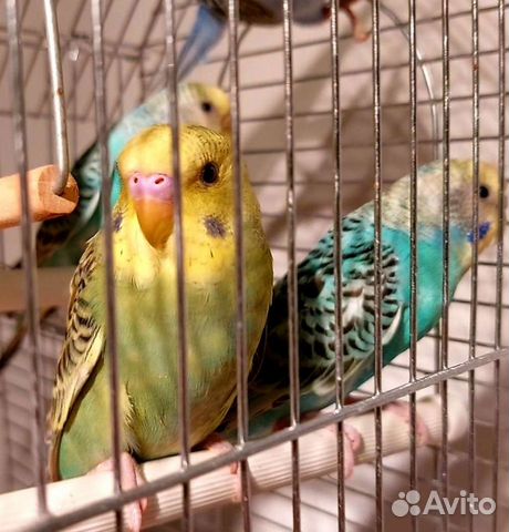 Птенцы волнистый попугай