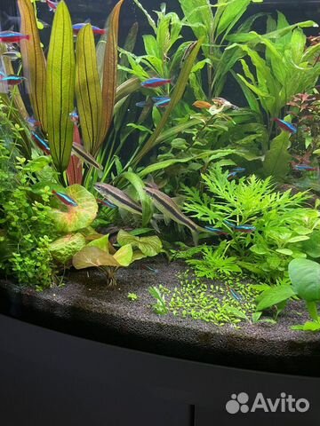 Сиамский водорослеед