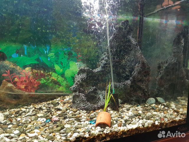 Аквариум с рыбками, отдам еще корм тетра и все при