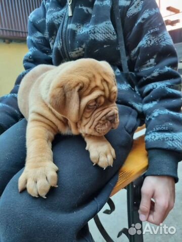 Бордоский дог (Мастиф)