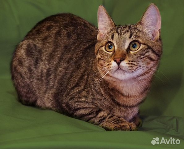 Макс - полосатый "зайчонок"