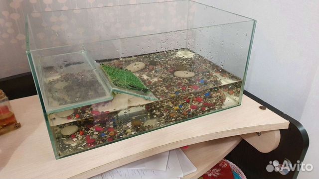 Отдам черепаху с аквариумом