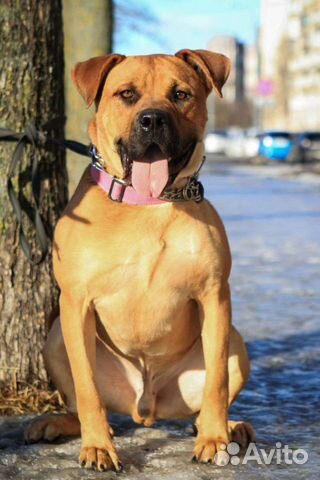 Крупный метис питбуля