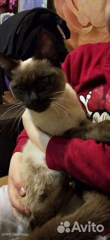 Кошки в добрые руки бесплатно