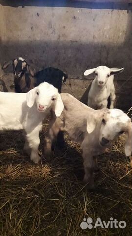 Коза нубийская