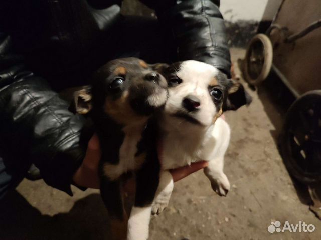 Щеночки все мальчики в добрые руки