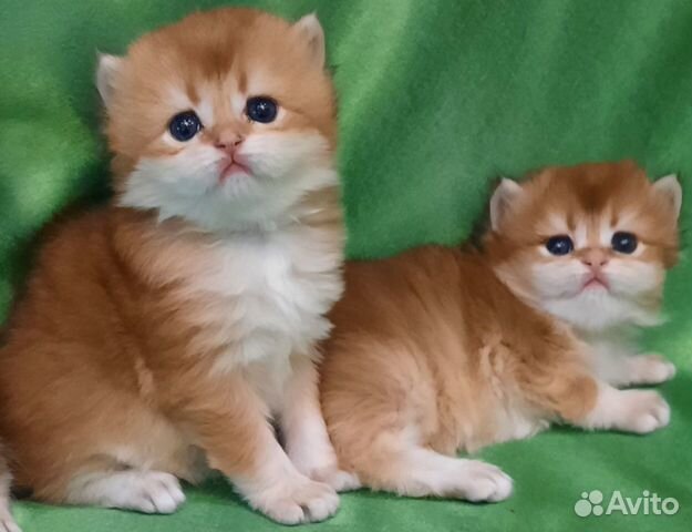 Британские золотые пушистики BLH ny 12