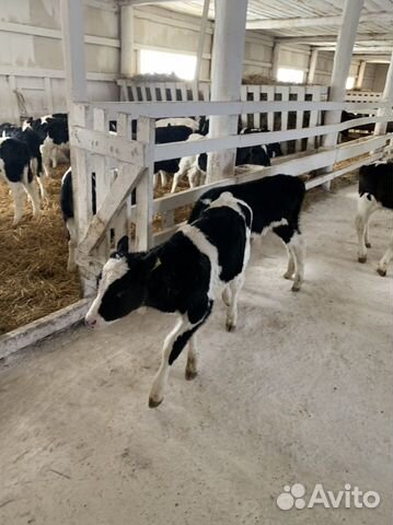 Телята мясной породы бычки